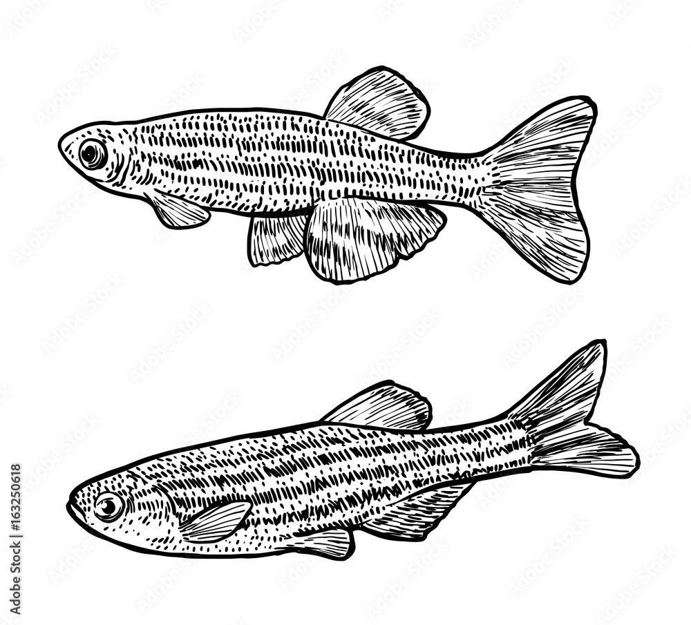 Zebrafish illustration, drawing, engraving, ink, line art, vector Stock ...