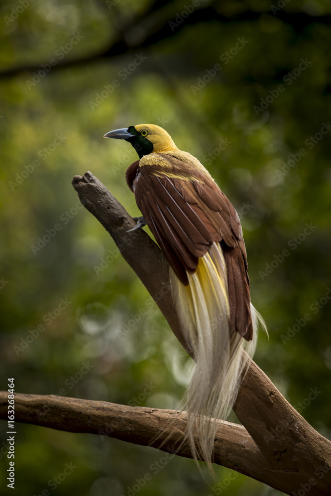 Lesser Bird Of Paradise