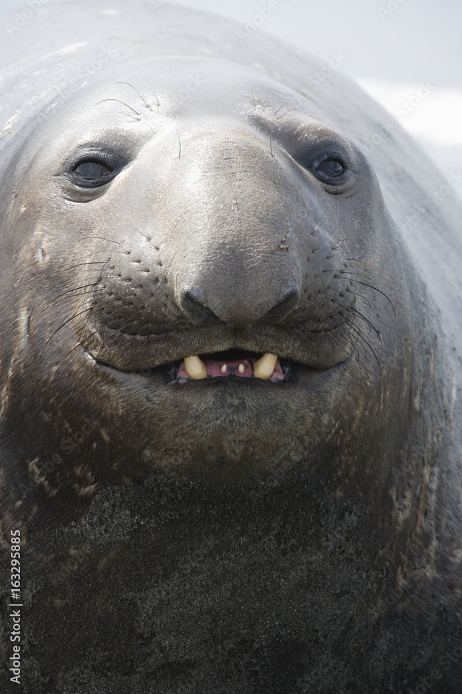 Elephant Seal Teeth