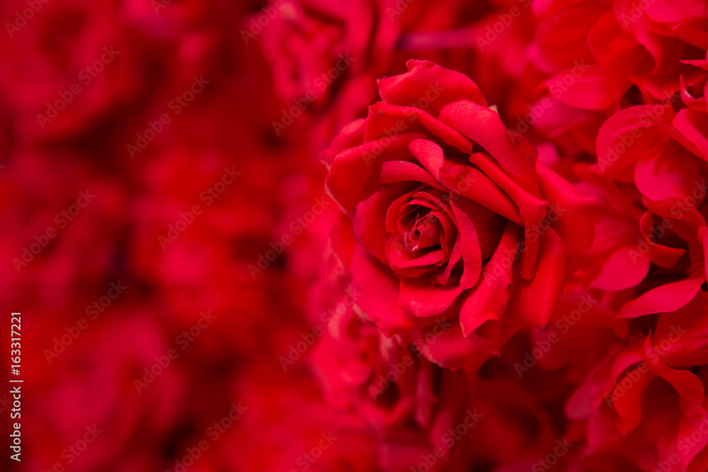 red rose background Stock Photo | Adobe Stock