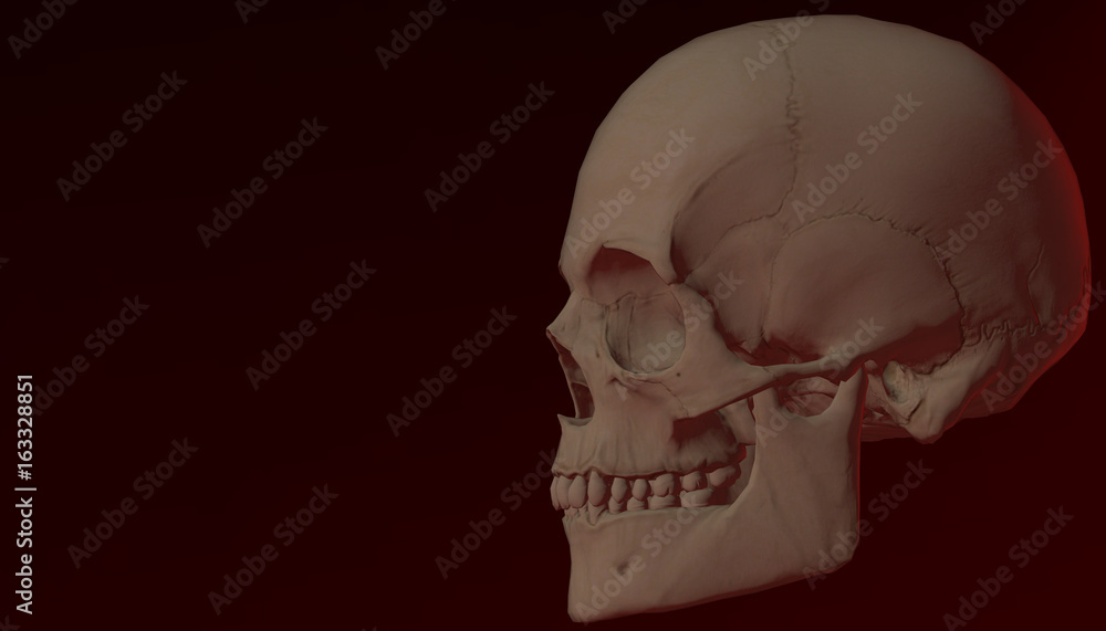 Human skull with dark background. Death, horror, anatomy and halloween ...