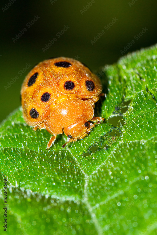 Ornge Ladybug