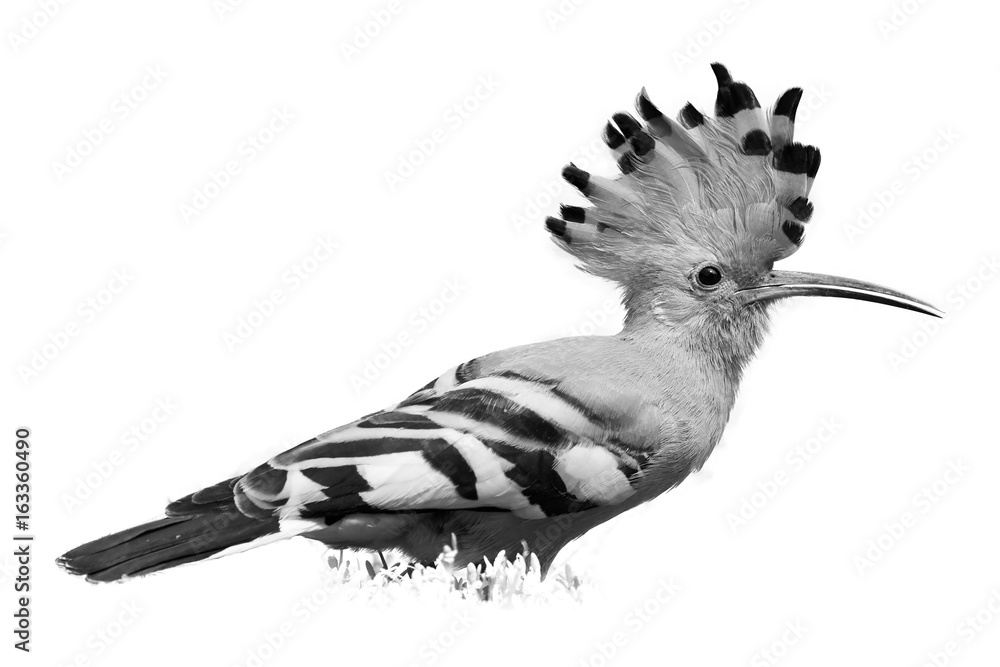 Isolated, black and white, artistic photo of bird, African Hoopoe ...