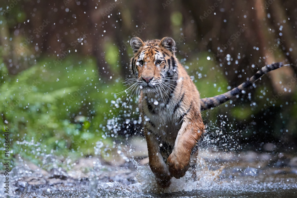 Siberian tiger, Panthera tigris altaica, running in the water directly ...