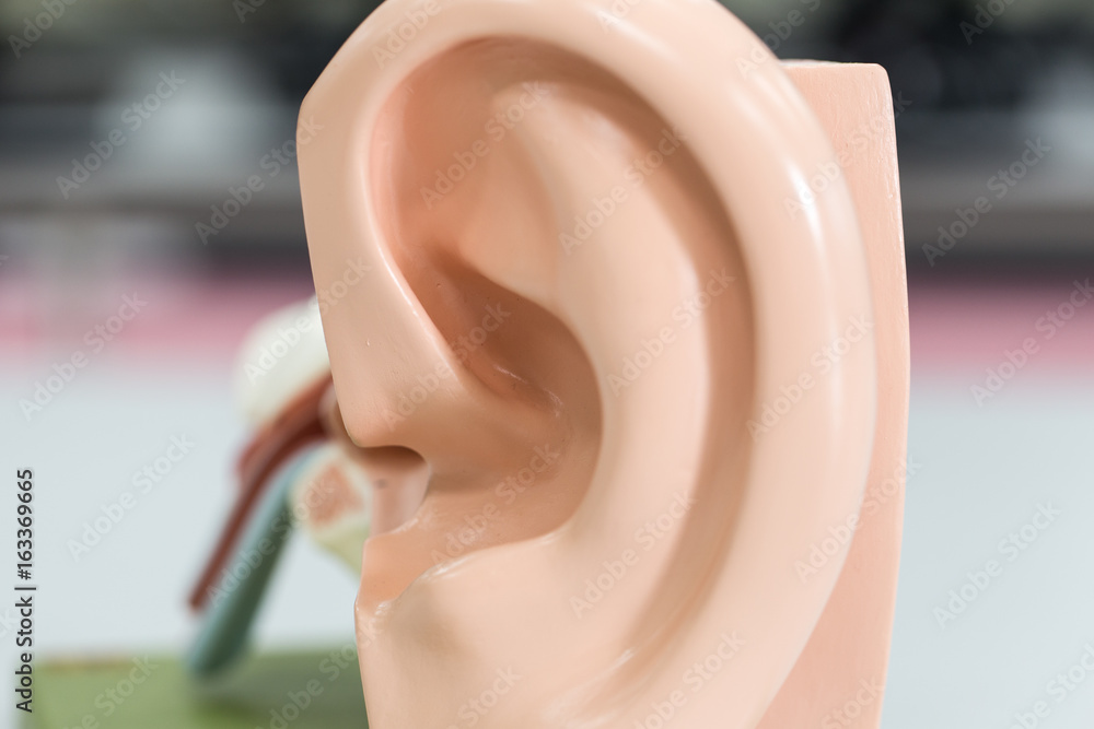 Ear model for classroom education. Stock Photo | Adobe Stock