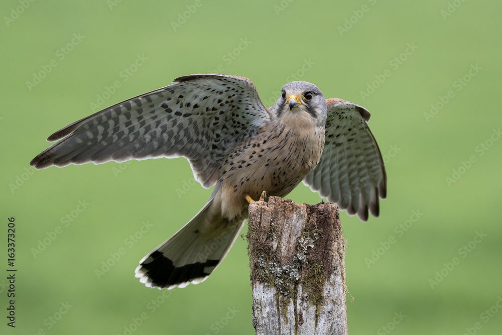 Male Kestrel landing on fence post with wings extended with green ...