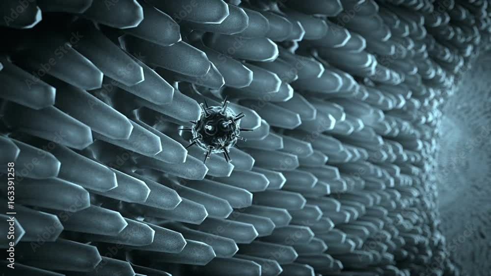 coronaviruses in the blood, inside the blood vessel, white blood cells ...