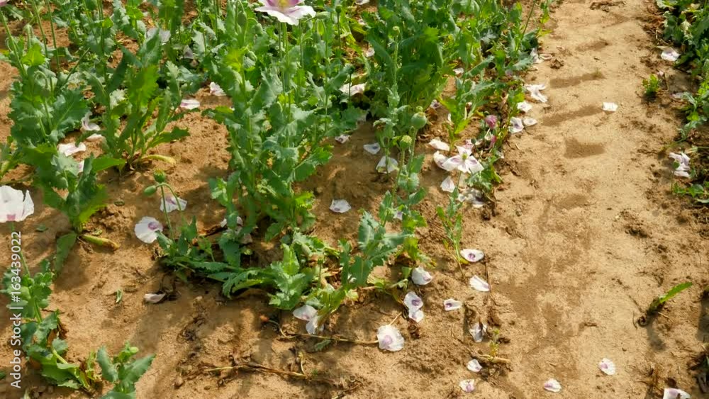 Poor harvest of poppy seed. View over white poppy field with some ...