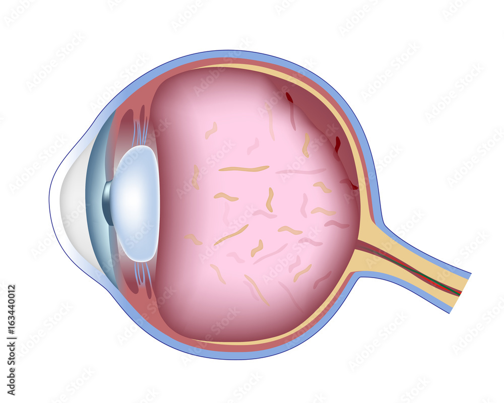 Eyeball Anatomy Unlabeled