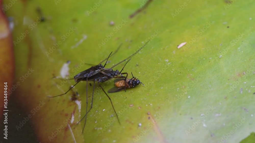 Common pond skater (Gerris lacustris) feeding and mating. Aquatic bugs ...