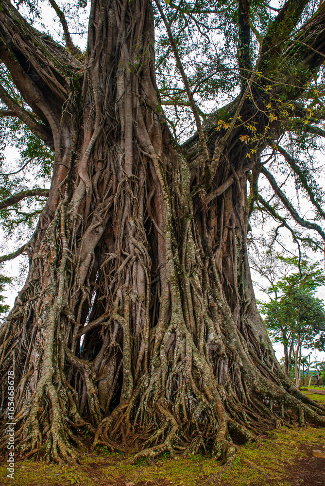 Very huge, giant tree with roots and green leaves in the Philippines ...