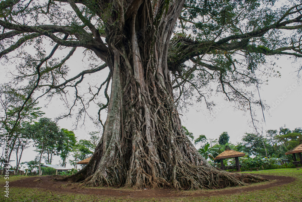 Very huge, giant tree with roots and green leaves in the Philippines ...