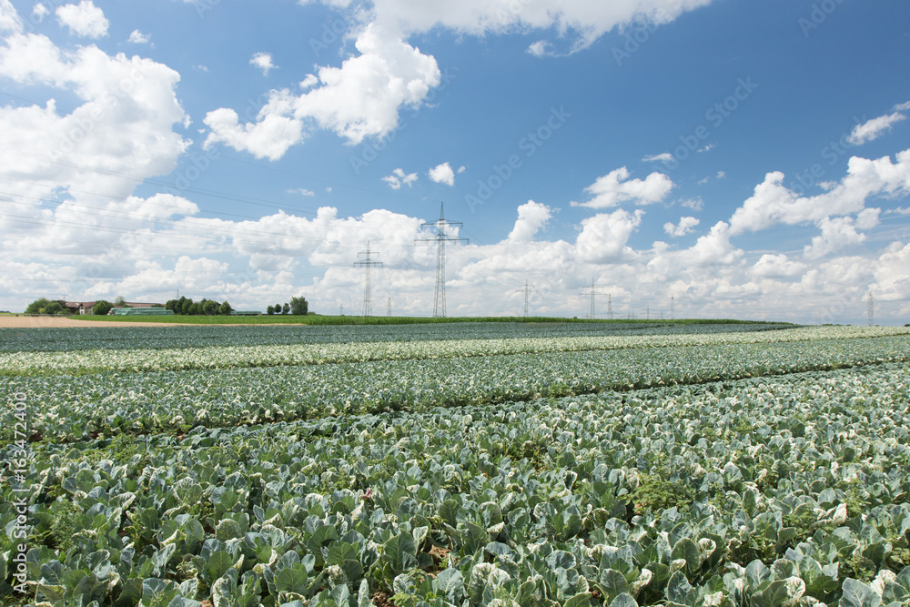 Kohlfeld Stock-Foto | Adobe Stock