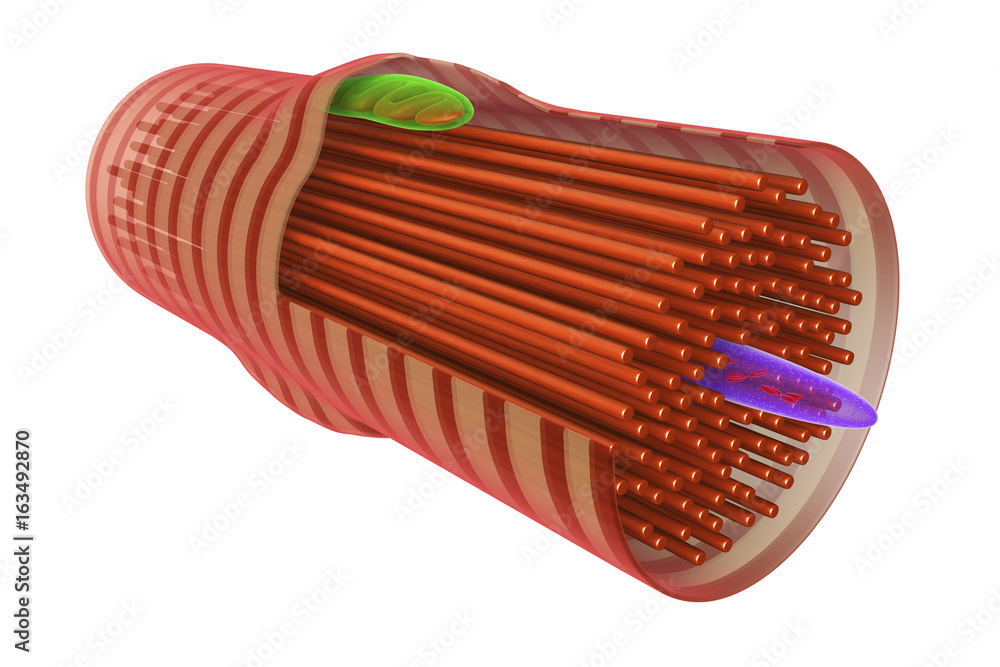 Cardiac muscle cell, illustration Stock Photo | Adobe Stock