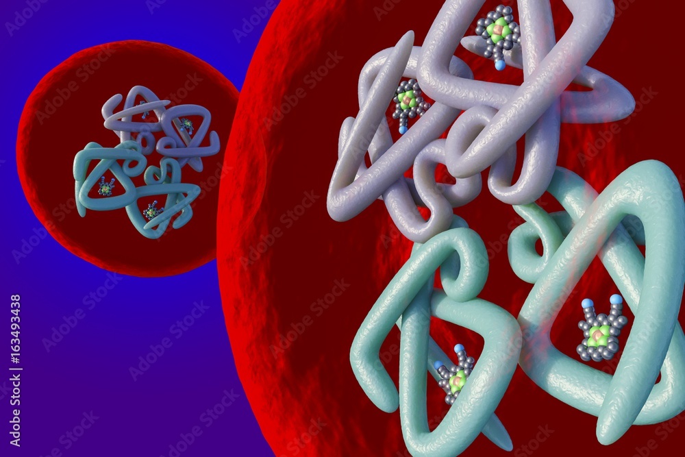 Red blood cell structure, illustration Stock Photo | Adobe Stock