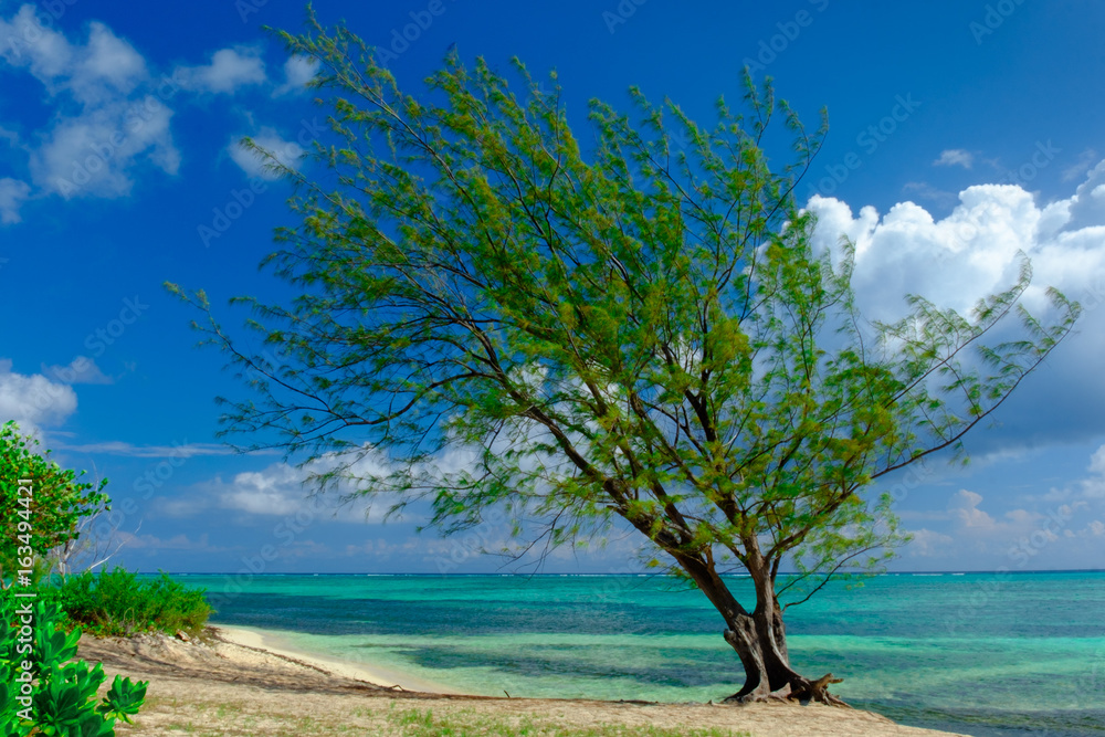 Single tropical tree on one of West Bay's beaches in the Caribbean ...