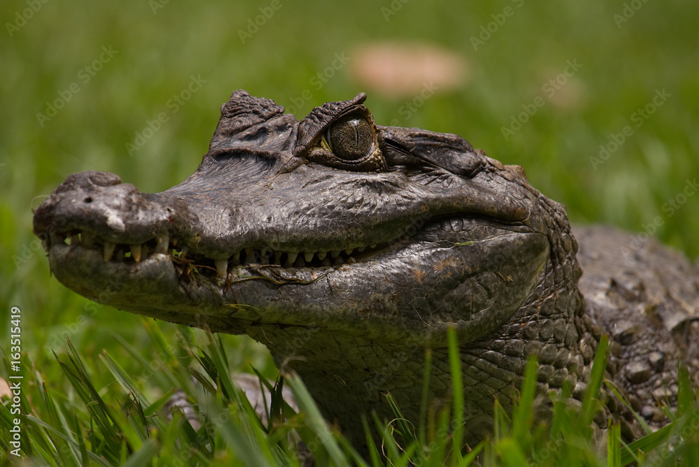 Photo & Art Print Spectacled Caiman Colombia, KarlHeinz