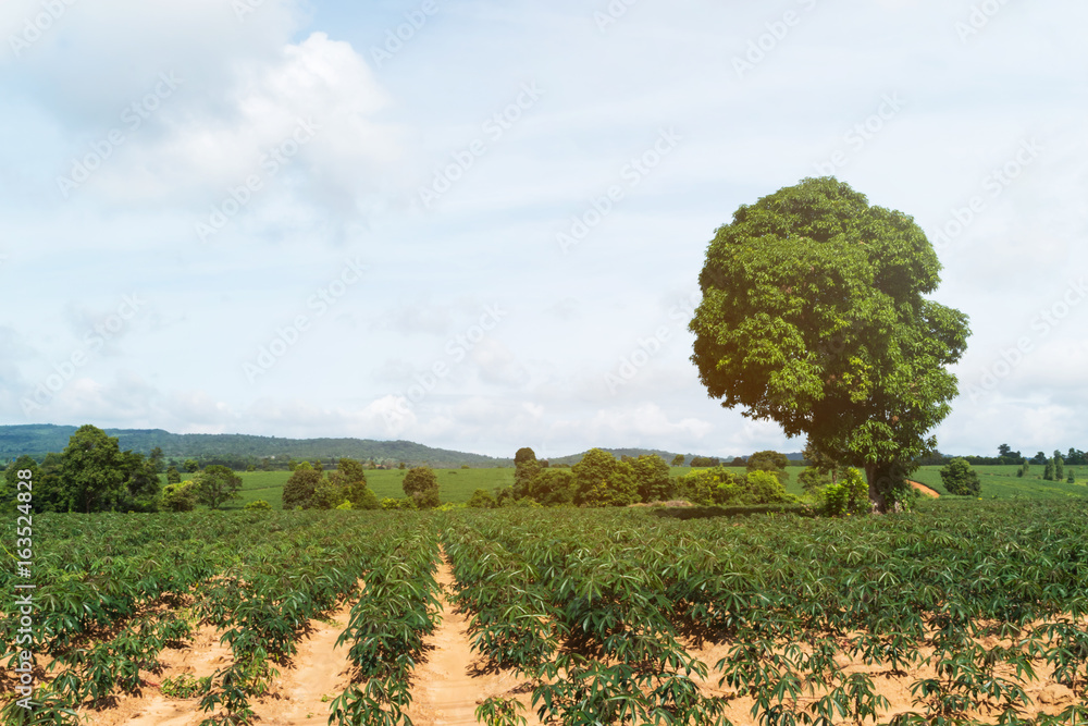 Cassava farm with the beautiful scenery of mountain and blue sky, the ...