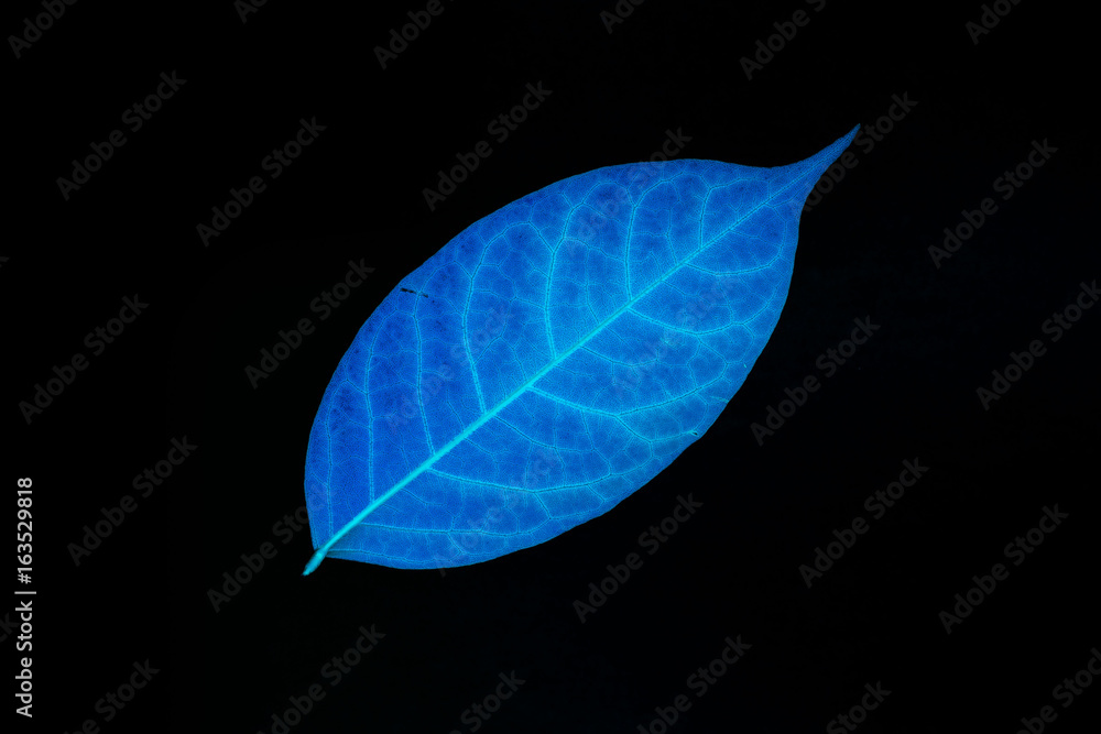 Transparent blue leaves with isolated black background for medical ...