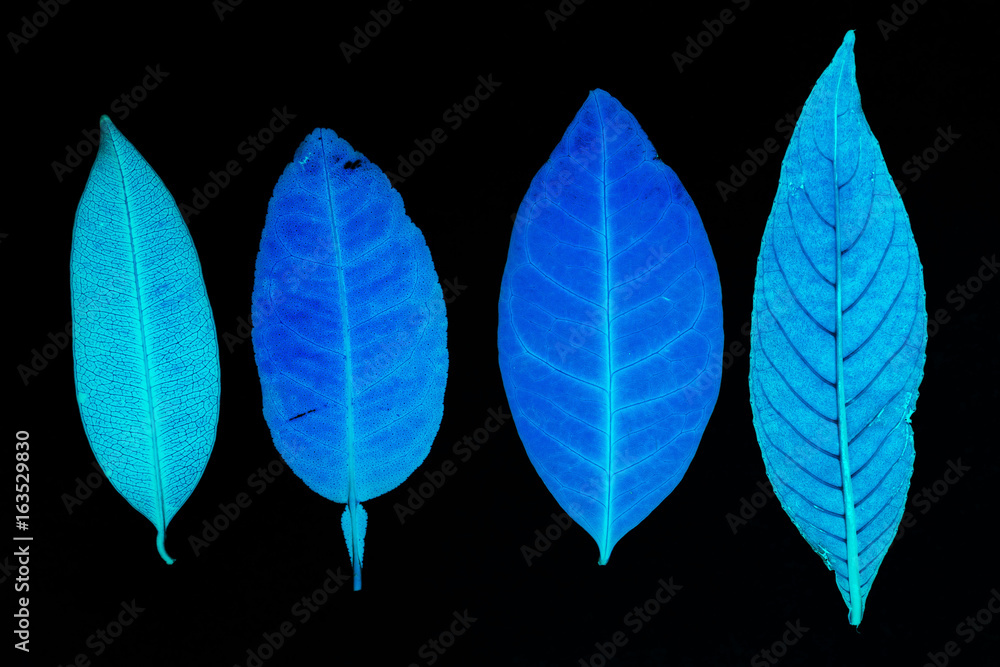 Transparent blue leaves with isolated black background for medical ...