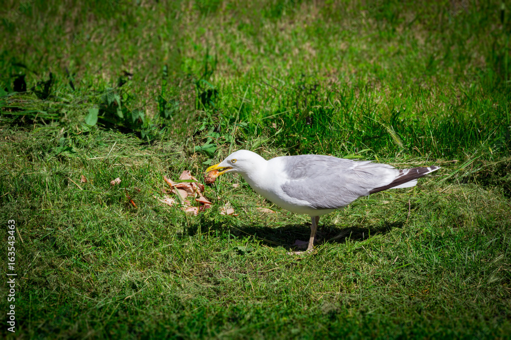 Mewa Stock Photo | Adobe Stock