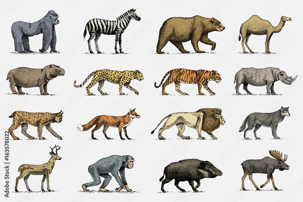 Different Types Of Animals In The World