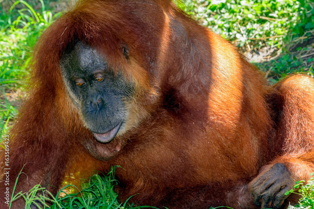 Malaysia Sumatra Borneo