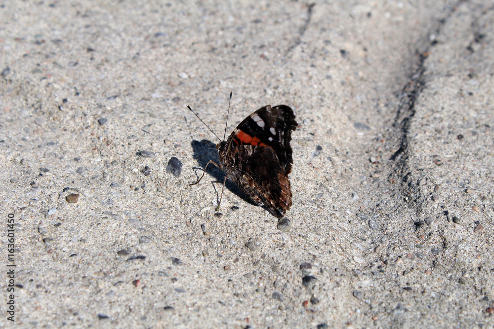Sick butterfly Stock Photo | Adobe Stock