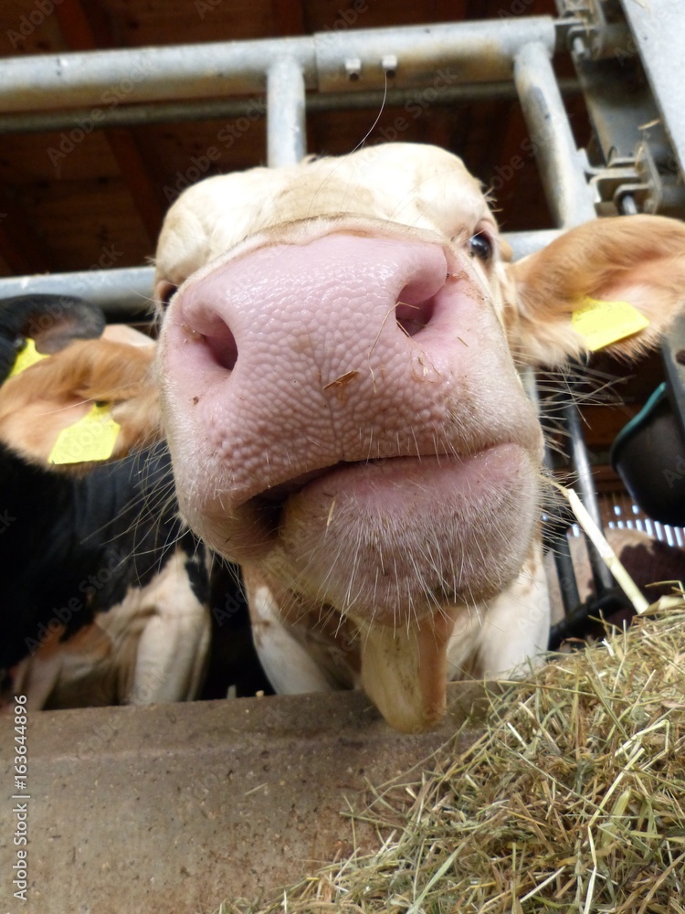 bulle kuh stall schauze nase makro zunge Stock Photo | Adobe Stock