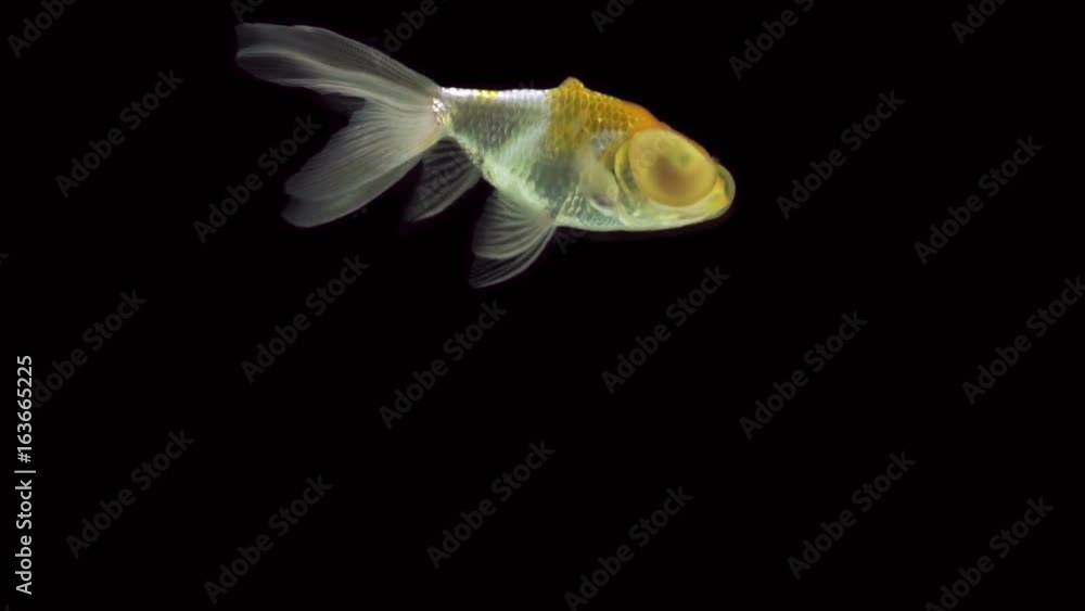 Bubble eye goldfish, a fresh water fish that has upward pointing eyes ...
