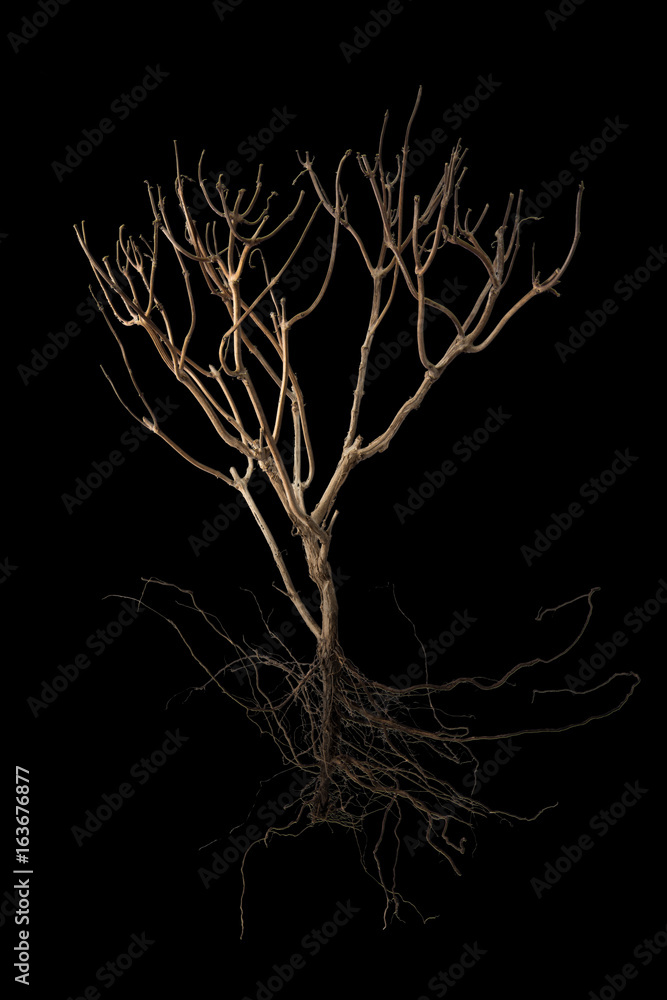 Dry Tree and Bare Root isolated on black background for ecology Stock ...