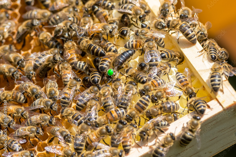 Bienenkönigin bzw. Königin der Honigbiene (Apis mellifera) mit grüner ...