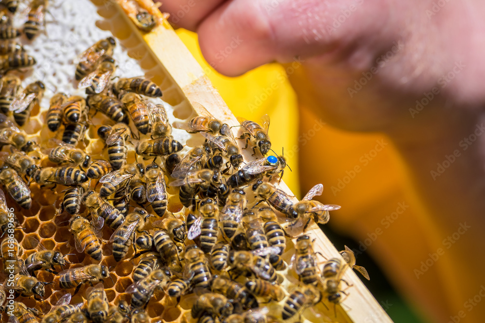 Bienenkönigin bzw. Königin der Honigbiene (Apis mellifera) mit blauer ...