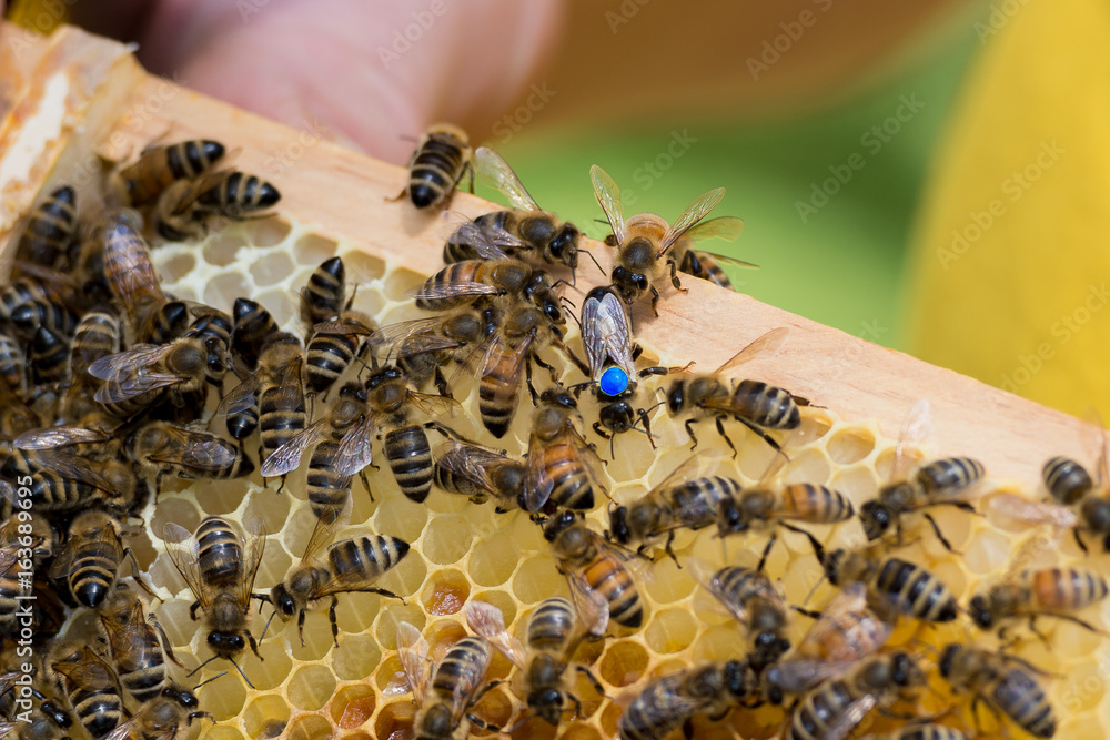 Bienenkönigin bzw. Königin der Honigbiene (Apis mellifera) mit blauer ...