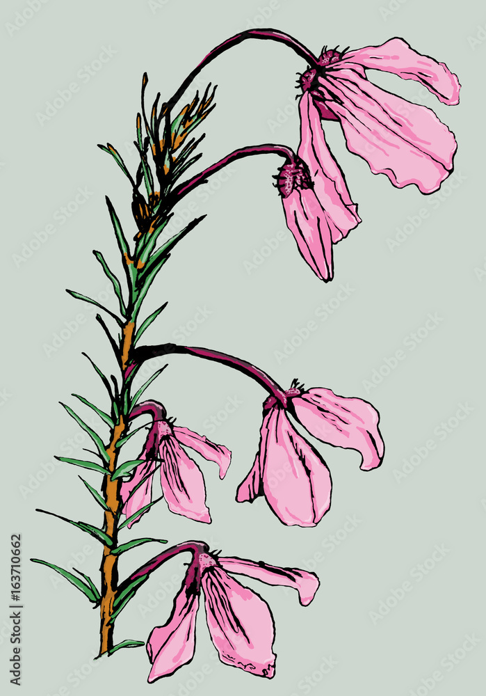 Flowers pink on a single branch with spiky leaves on pastel green ...
