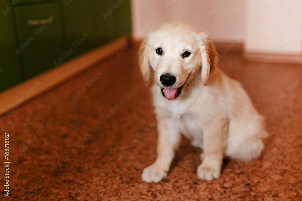 How To Train A Labrador Retriever Puppy To Sit