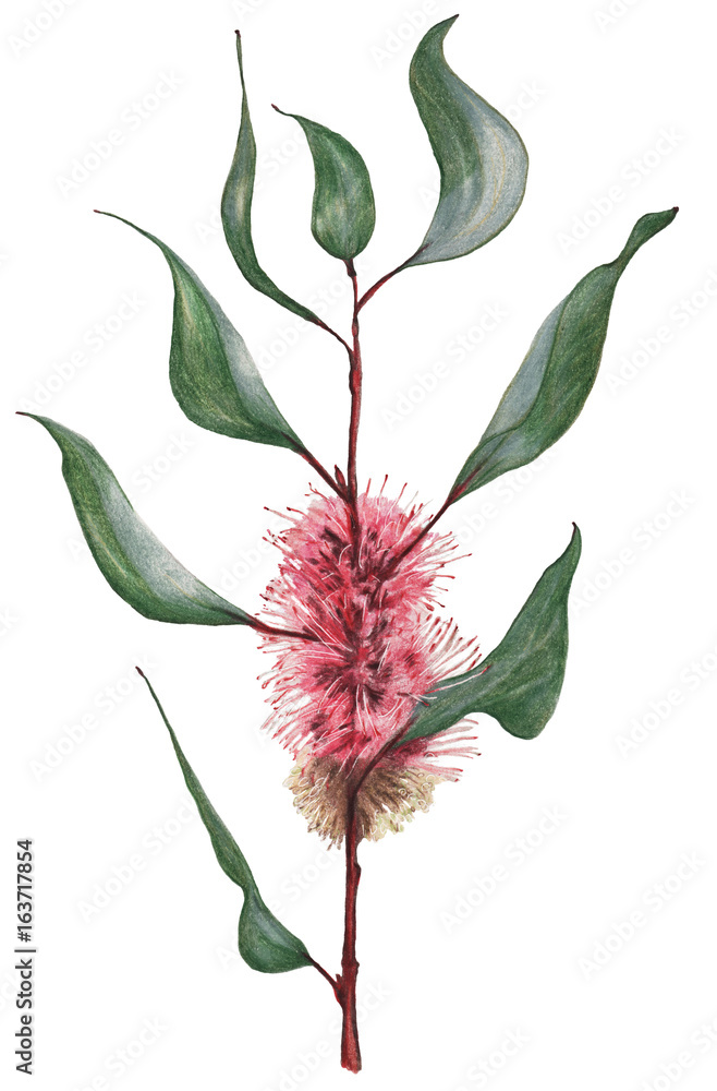 Flowers Hakea, Sea Urchin. Pink flowers clustered on upright stem with ...
