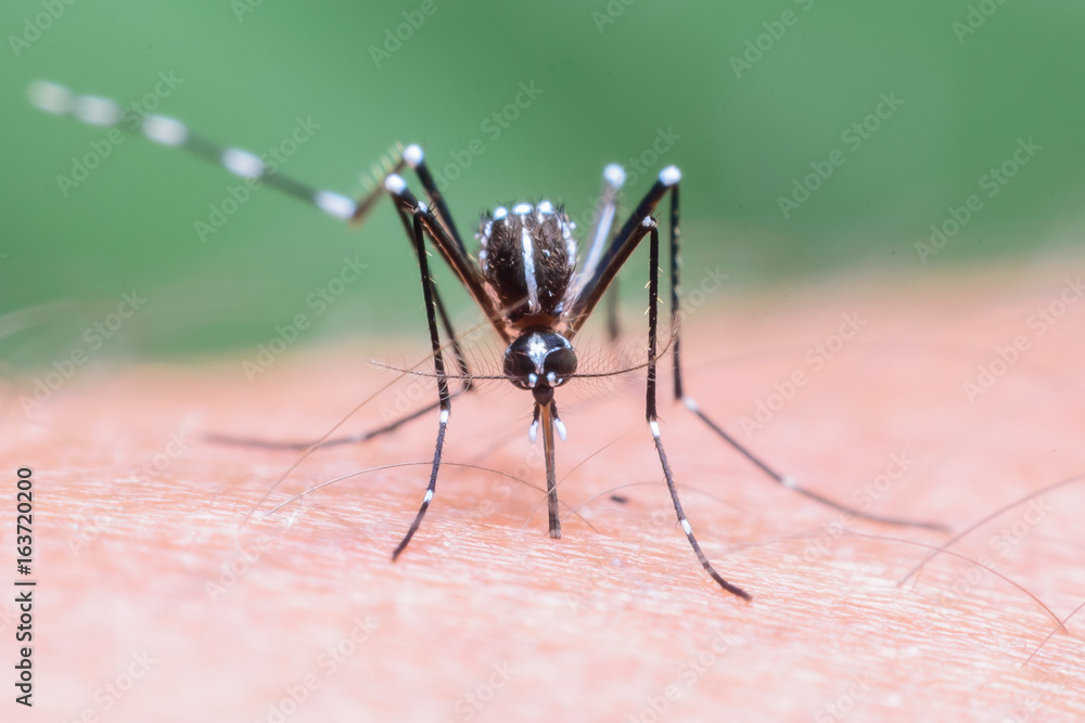 Poster Dangerous Zica virus aedes aegypti mosquito on human skin ...