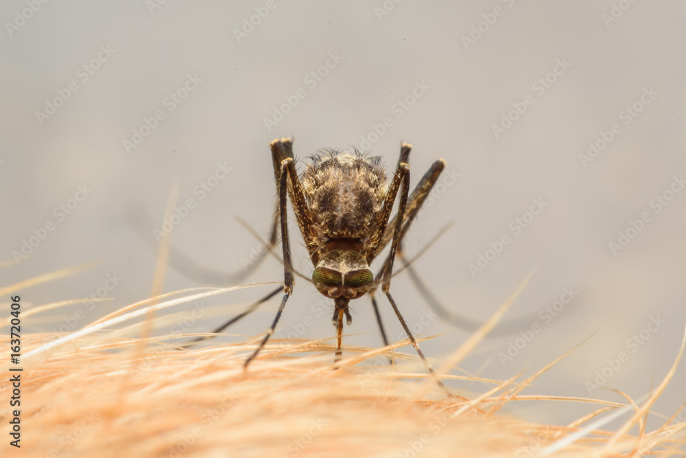 Zica virus aedes aegypti mosquito on dog skin - Dengue, Chikungunya ...