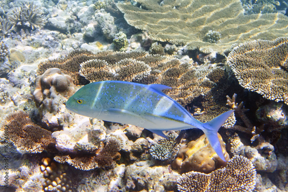 Jack fish (Caranx lugubris) over a coral reef, the Indian Ocean.. Stock ...