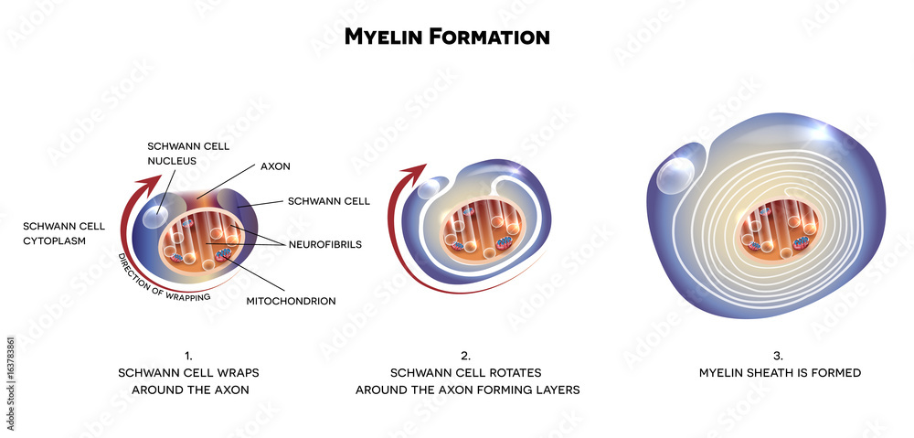 Myelin sheath of the neuron. A schwann cell envelops and rotates around ...