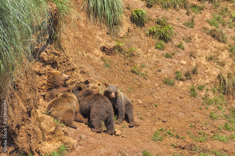 Oso pardo hembra amamantando Stock Photo | Adobe Stock