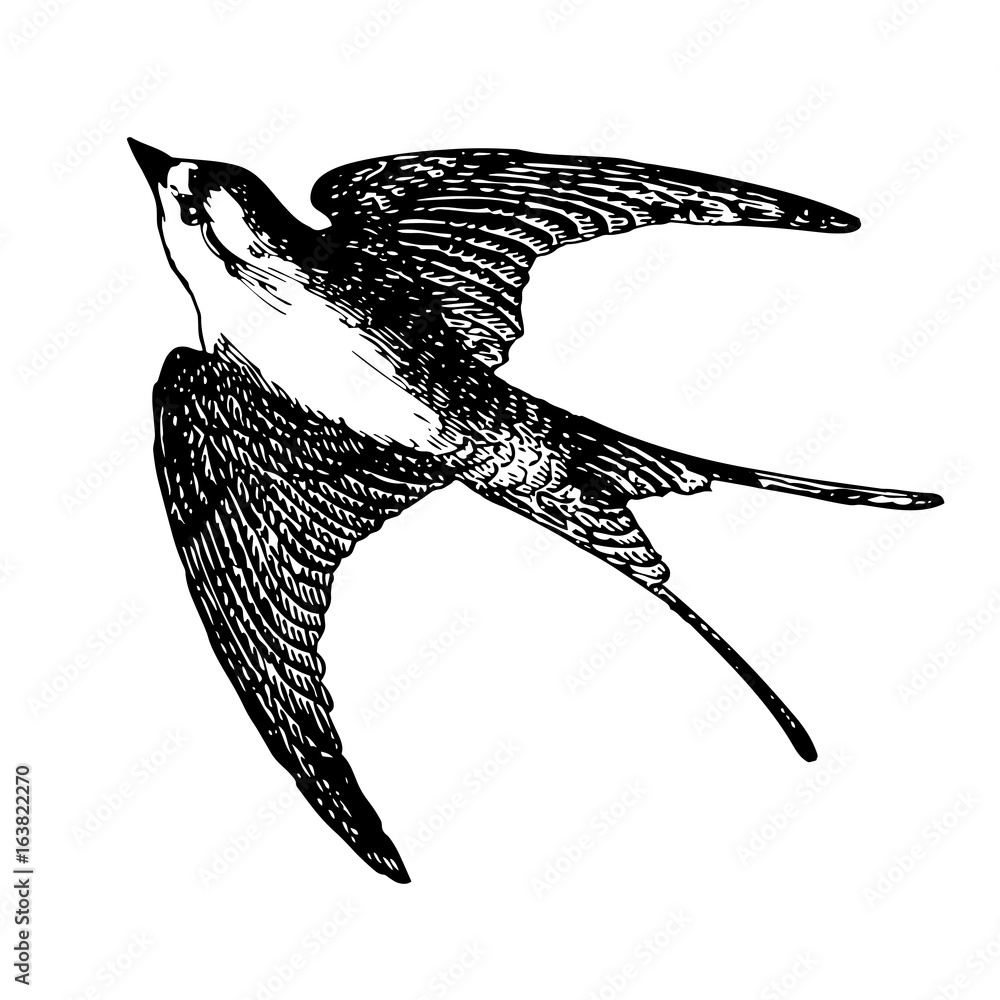 A realistic detailed sketch of a bird swallow. Swallow, close-up ...