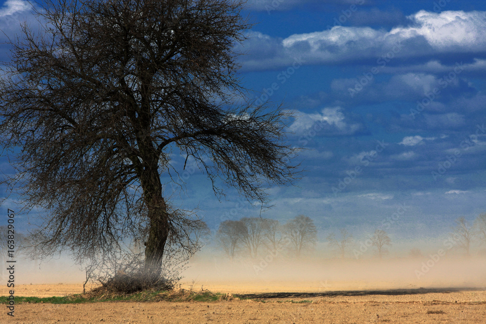 A lonely tree and a cloud of sand raised by a fast blowing wind Stock ...