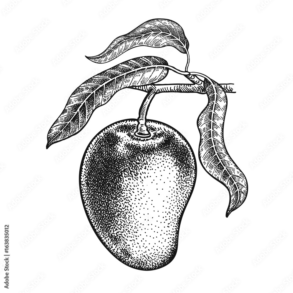 Mango. Realistic hand drawing. Stock Vector | Adobe Stock
