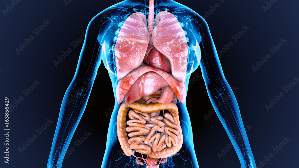 3d illustration of human body organs anatomy Stock Illustration | Adobe ...