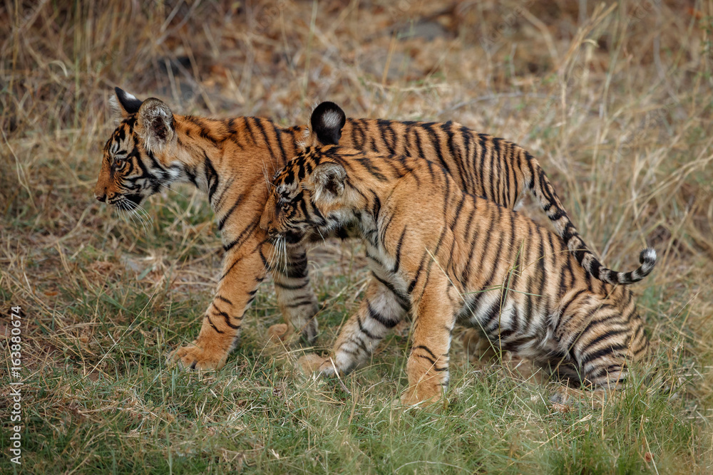 Cute tiger cubs near the mother. Tigers in the nature habitat. Wildlife ...