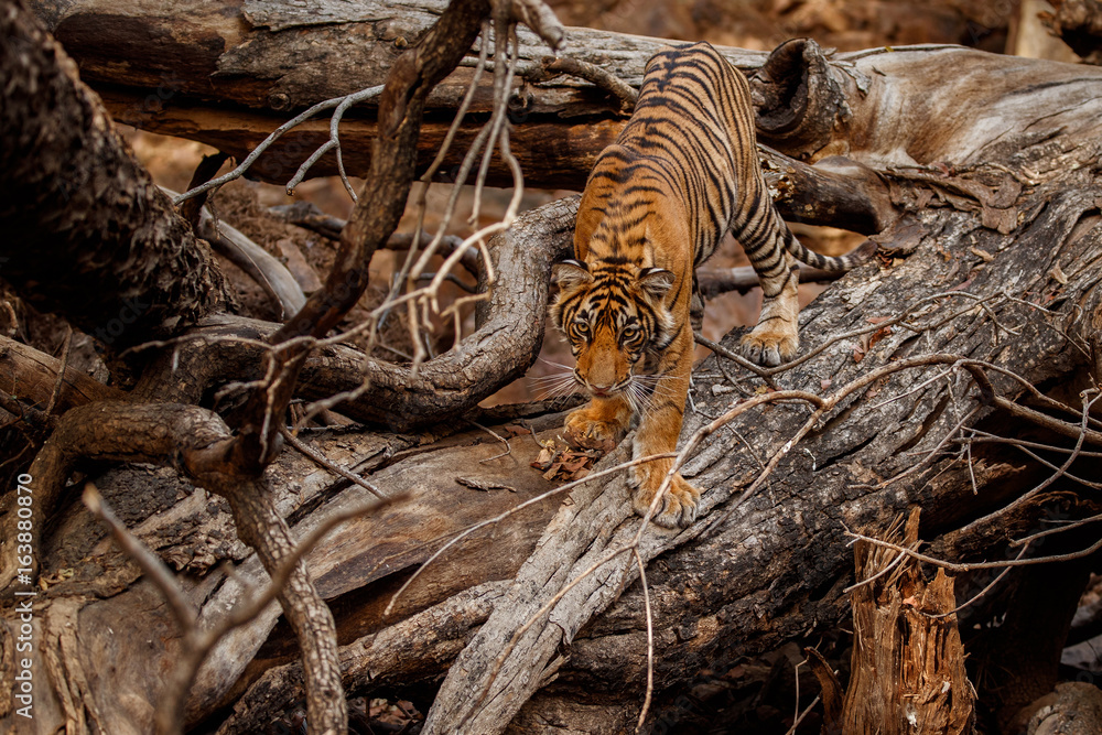 Cute tiger cub standing on a fallen tree. Tiger in the nature habitat ...