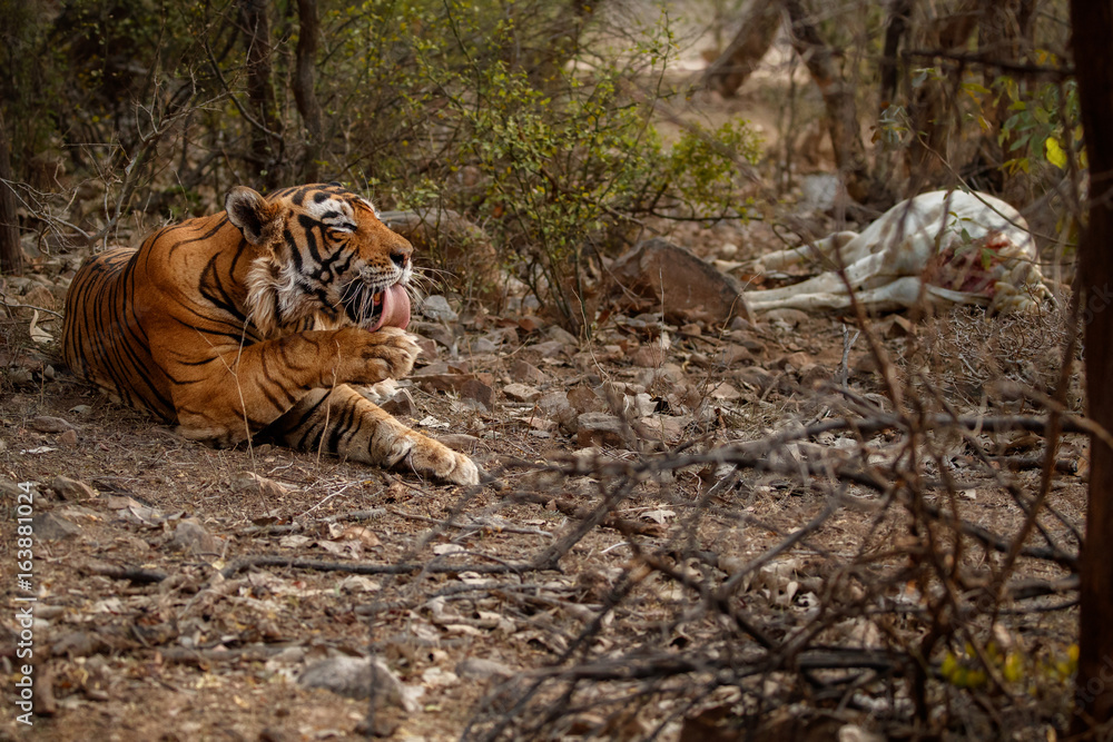 Giant tiger male next to his dead prey. Tiger in the nature habitat ...
