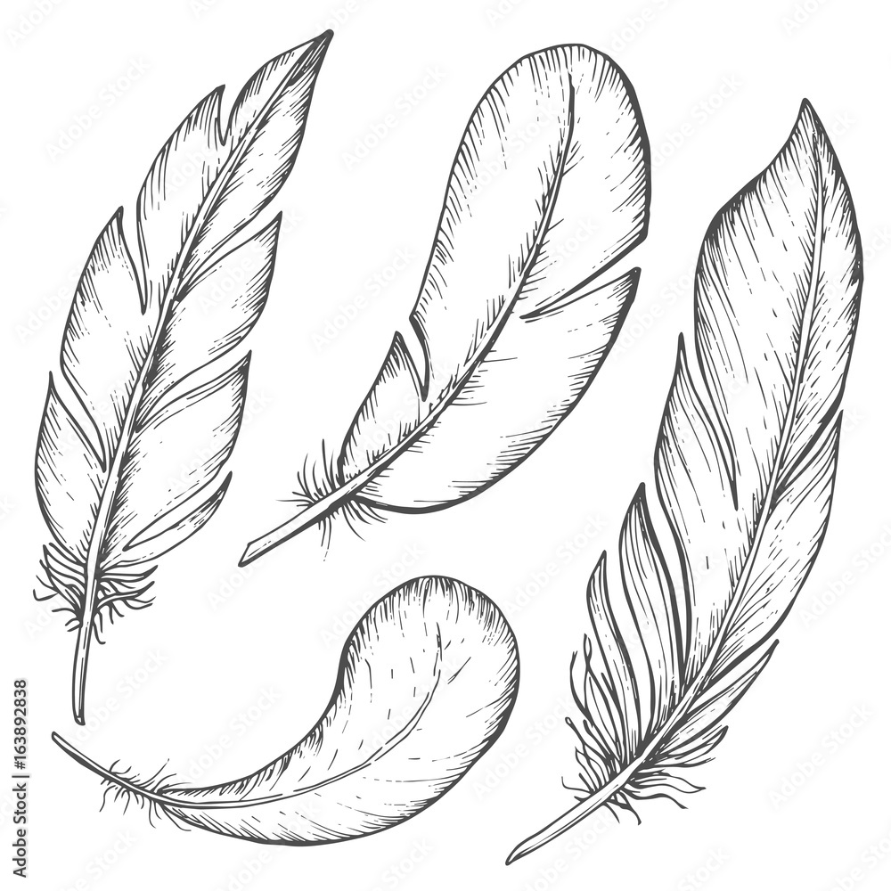 Hand drawn feathers set, sketch vintage ink drawing isolated on white ...